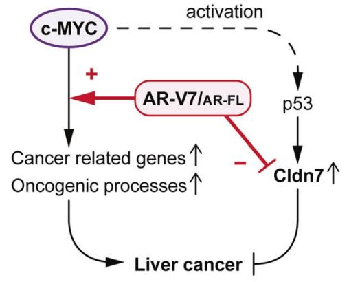 Oncogenesis: 肝癌治疗的新靶点AR-V7（雄激素受体变体7） - 守正弘药（武汉）生物科技有限公司